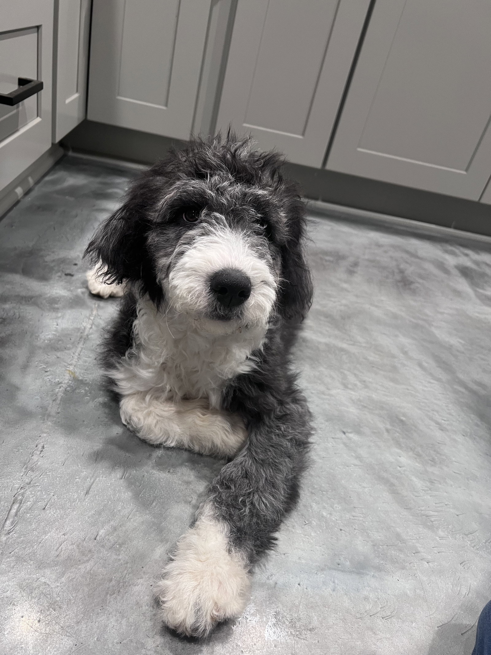 Dog for Adoption - Elsa, a Poodle (unknown type) in Pendleton, SC ...
