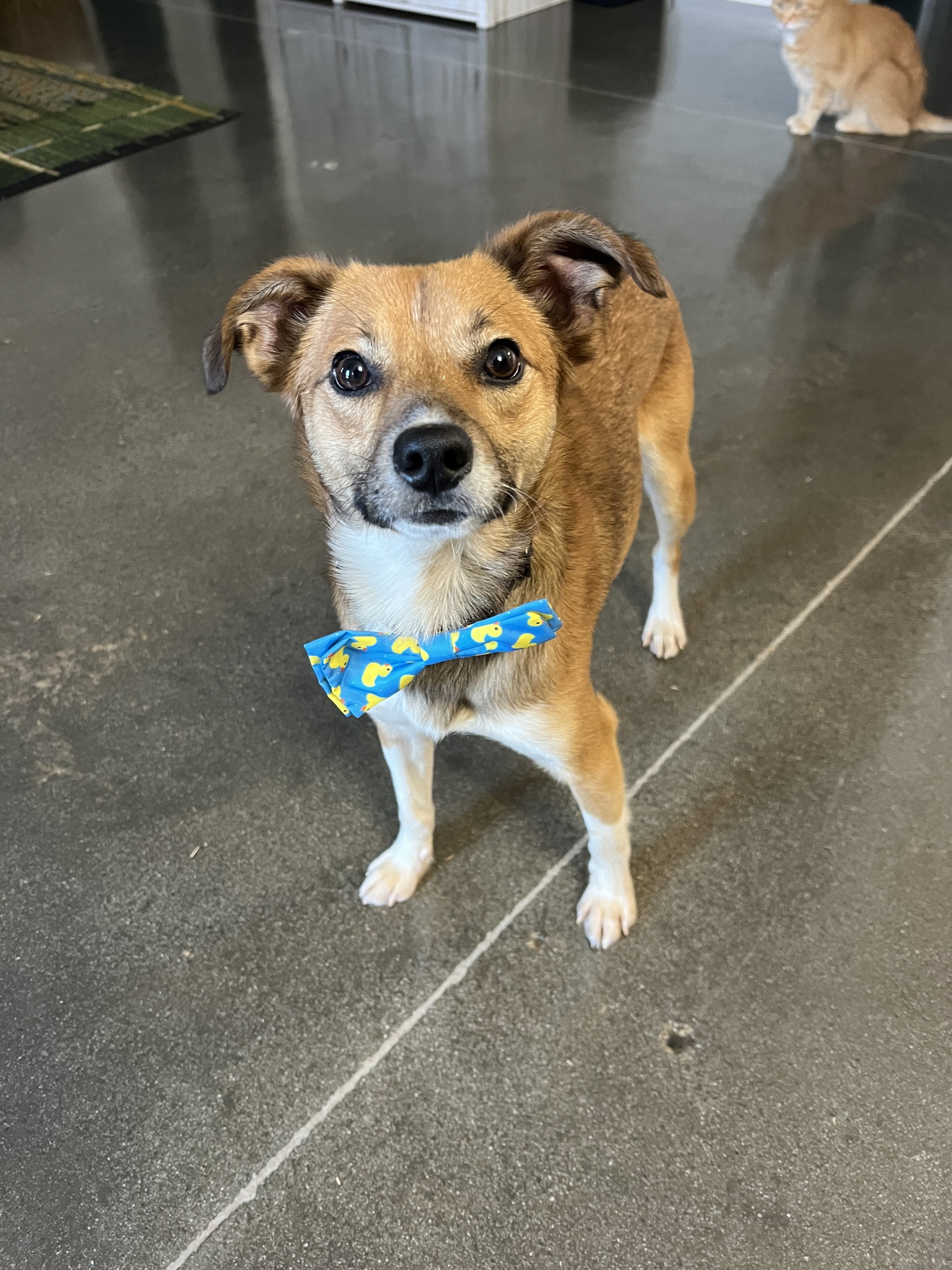 Dog for Adoption - Ace, a Feist in Anderson County, SC | Alpha Paw