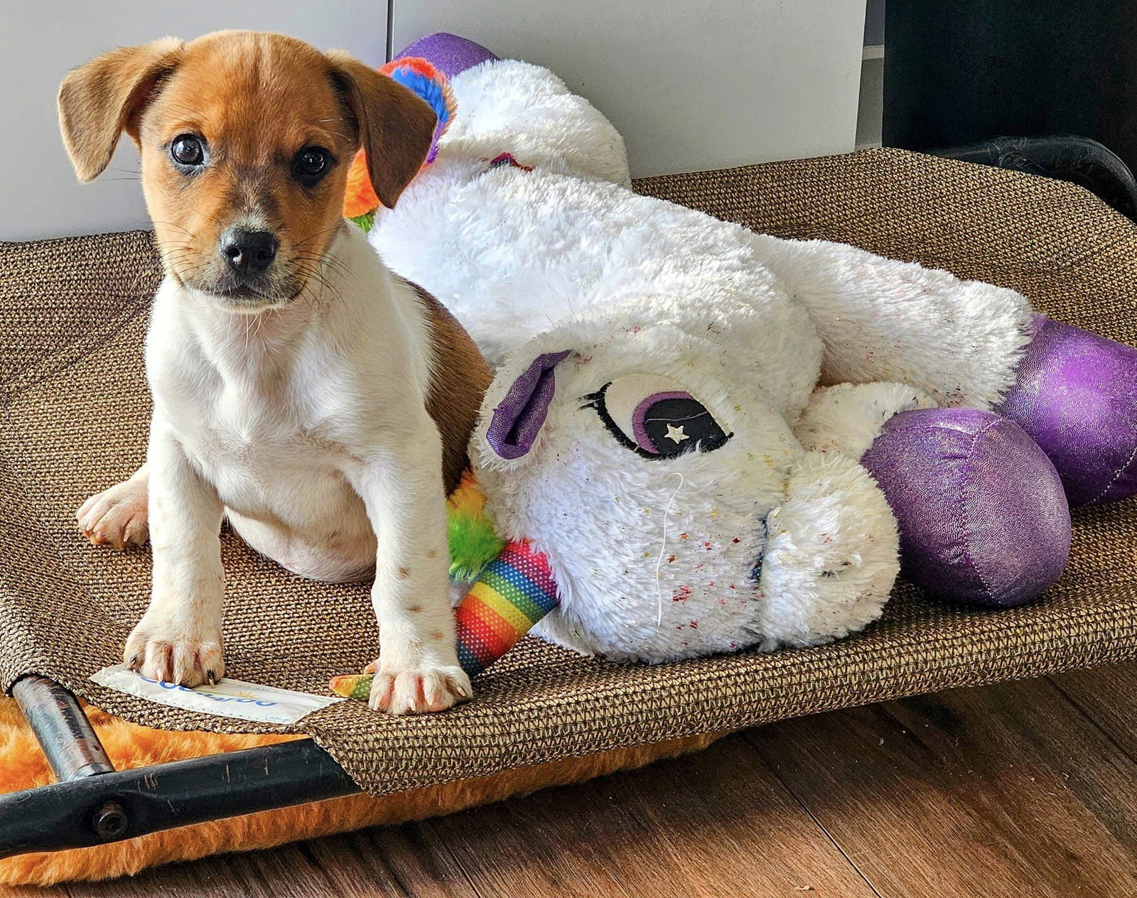 Dog for Adoption - Bogey, a Jack Russell Terrier in Columbus, NC ...