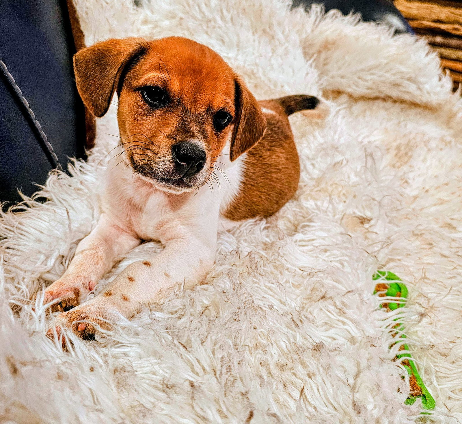 Dog for Adoption - Bogey, a Jack Russell Terrier in Columbus, NC ...