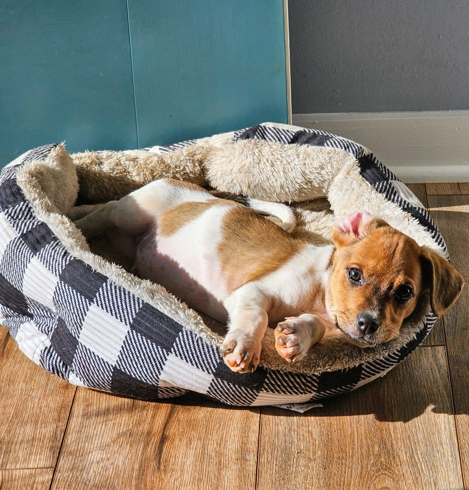 Dog for Adoption - Bogey, a Jack Russell Terrier in Columbus, NC ...