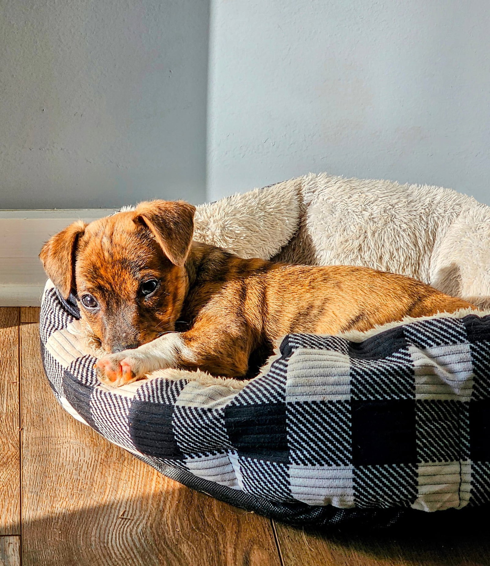 Dog for Adoption - Putter, a Jack Russell Terrier in Spartanburg, SC ...