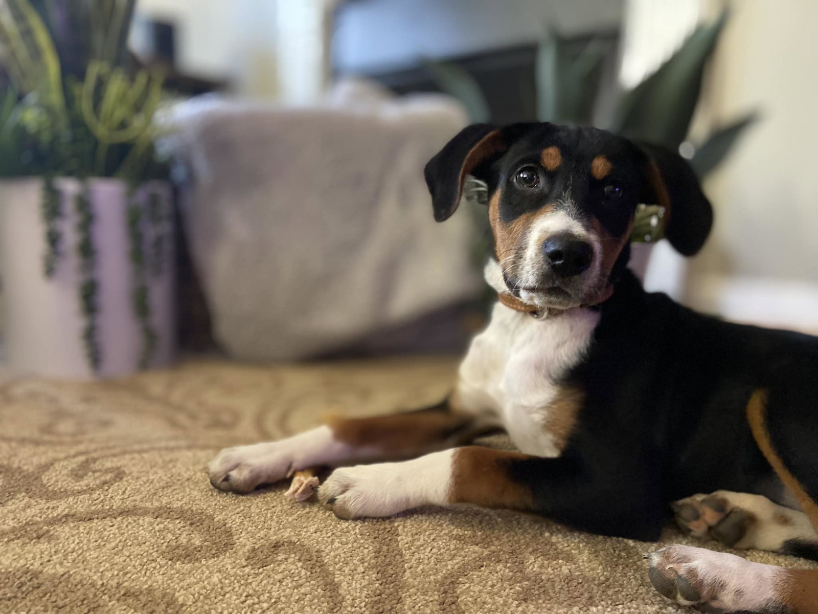 Dog for Adoption - Pebbles, a Greater Swiss Mountain Dog in Anderson ...