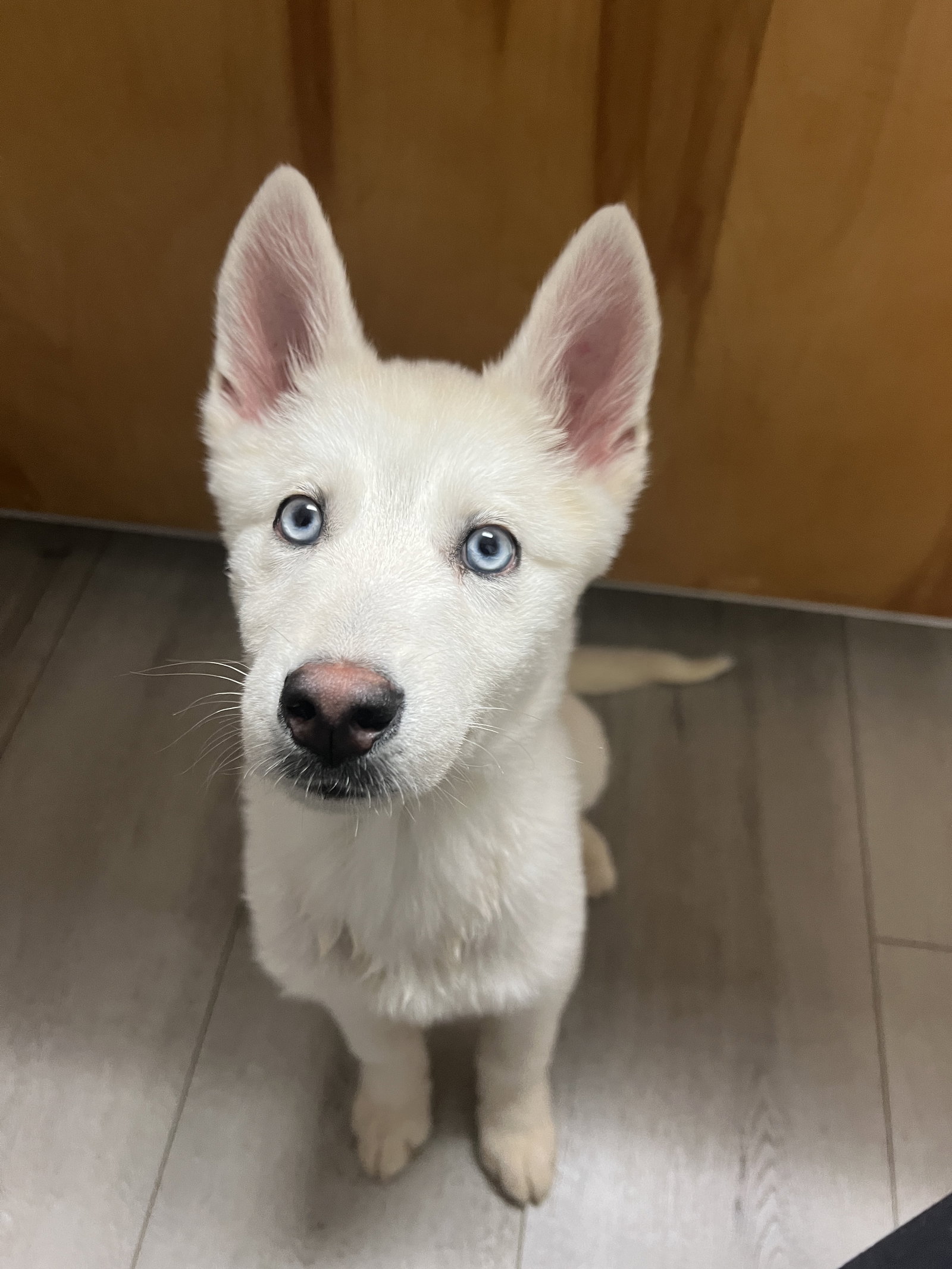 Dog for Adoption - Asta, a Husky in Flat Rock, NC | Alpha Paw
