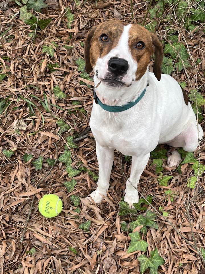 Dog for Adoption - Tip, a Treeing Walker Coonhound in Pickens County ...