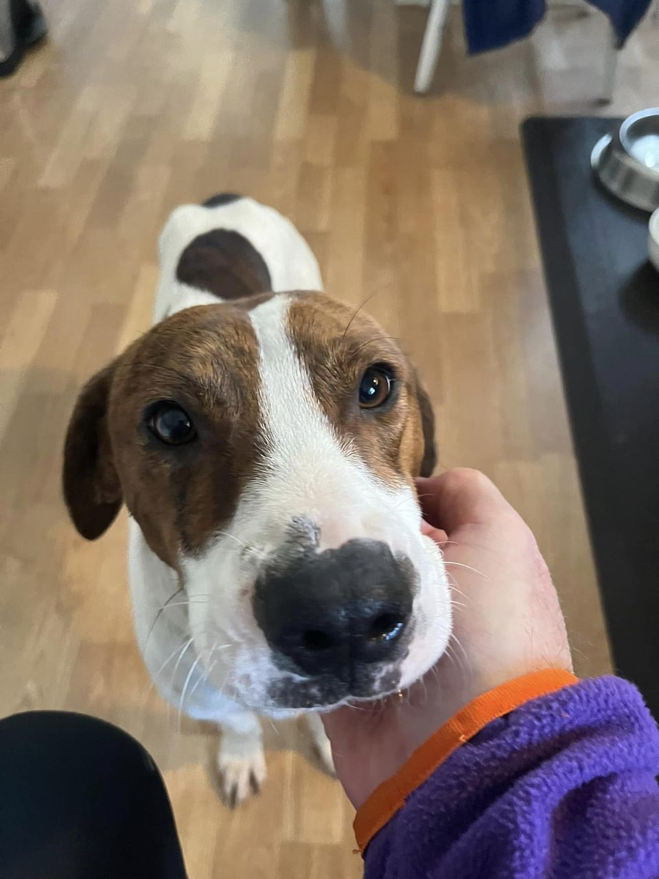 Dog for Adoption - Tip, a Treeing Walker Coonhound in Pickens County ...