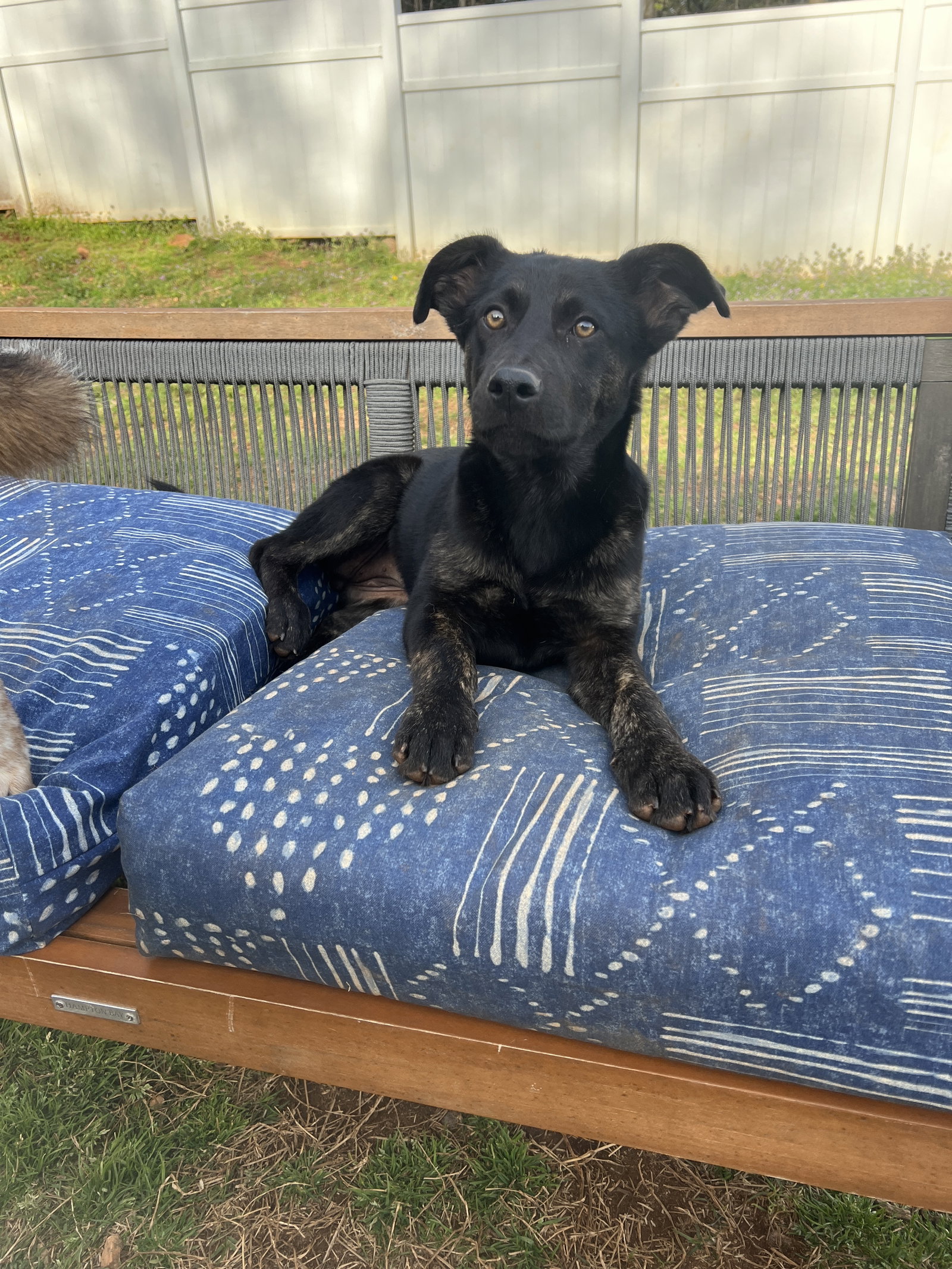 Dog for Adoption - Sunday, a Shepherd in Pickens County, SC | Alpha Paw