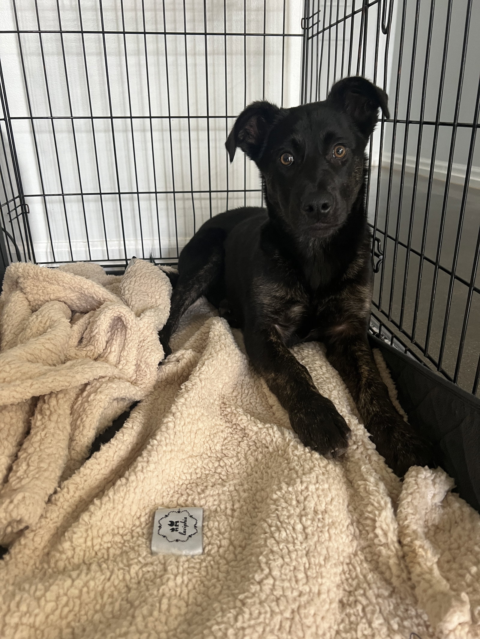 Dog for Adoption - Sunday, a Shepherd in Pickens County, SC | Alpha Paw