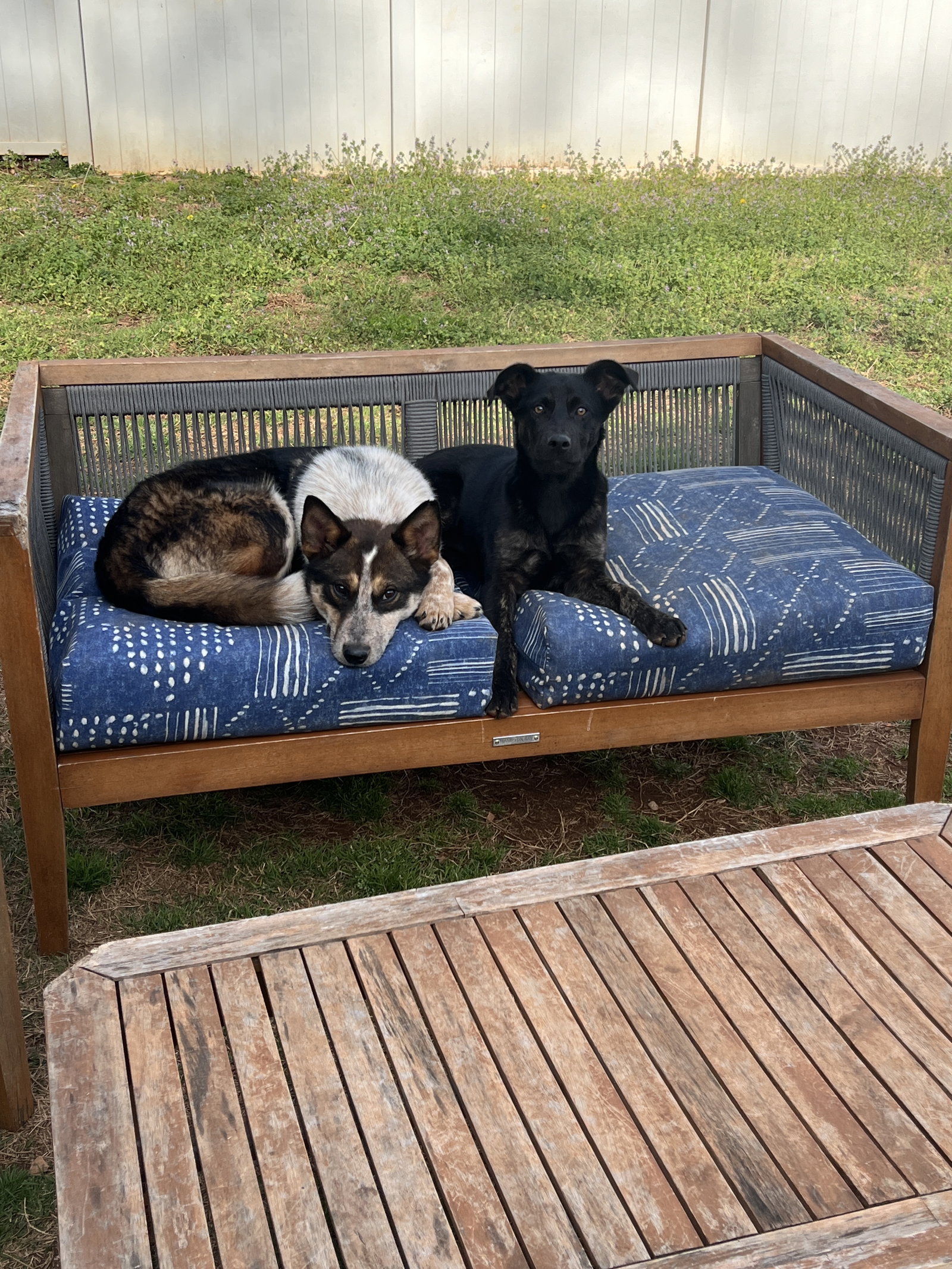 Dog for Adoption - Sunday, a Shepherd in Gaffney, SC | Alpha Paw