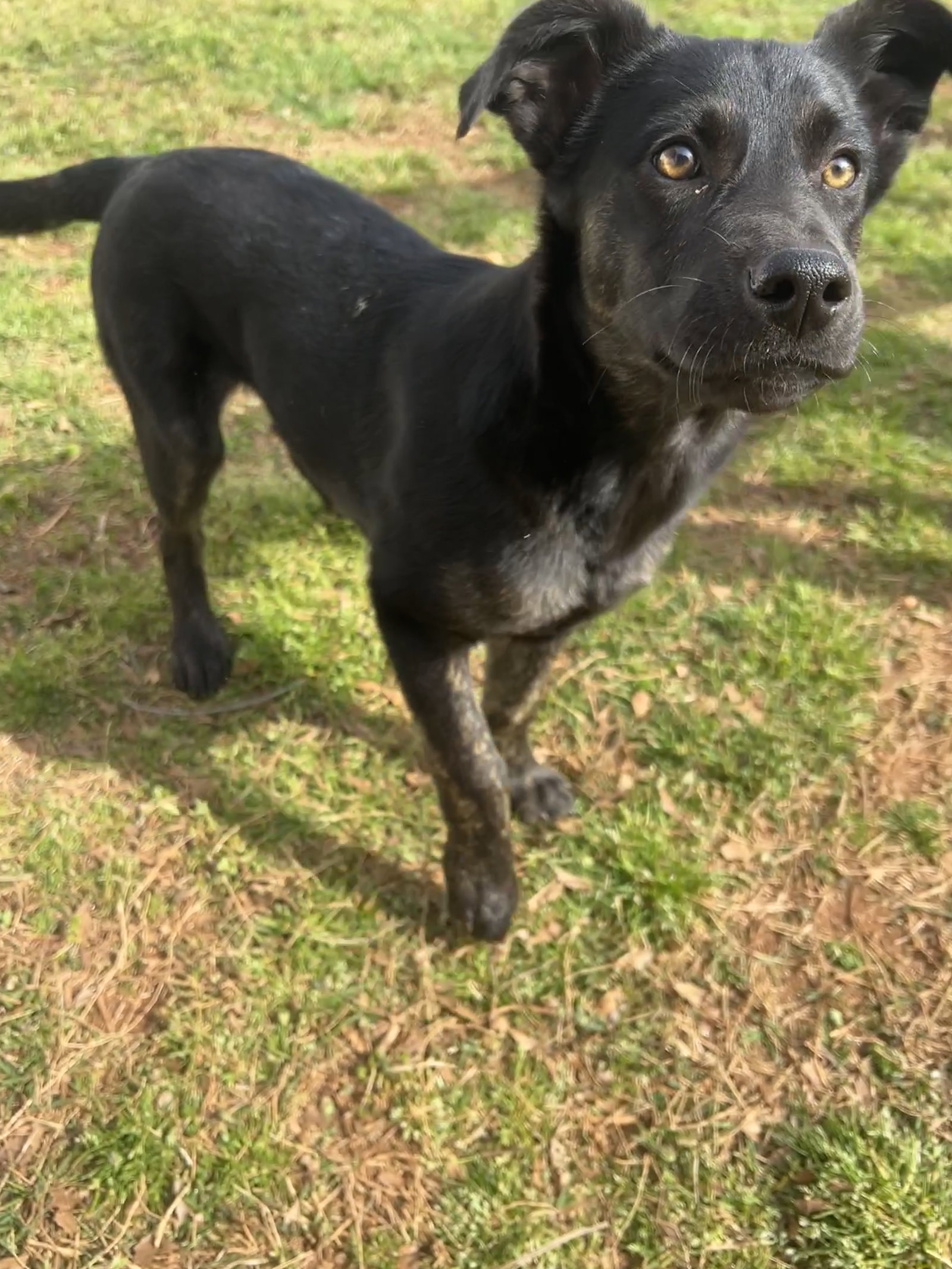 Dog for Adoption - Sunday, a Shepherd in Pickens County, SC | Alpha Paw