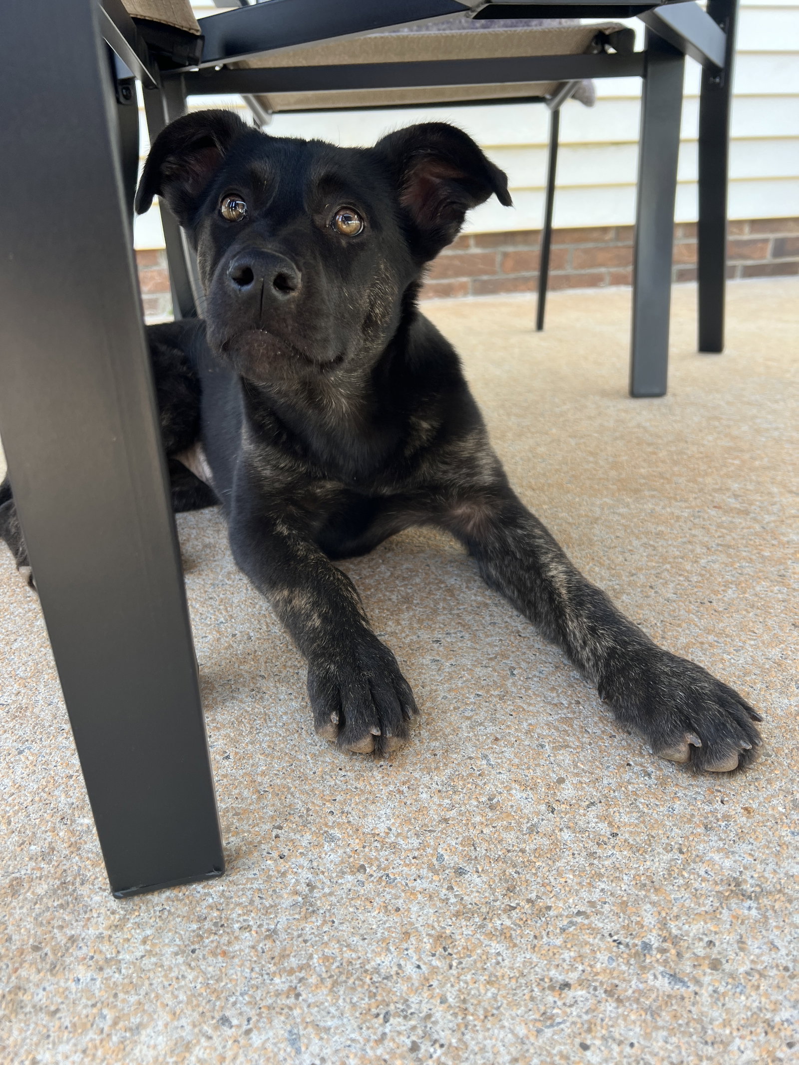 Dog for Adoption - Sunday, a Shepherd in Pickens County, SC | Alpha Paw