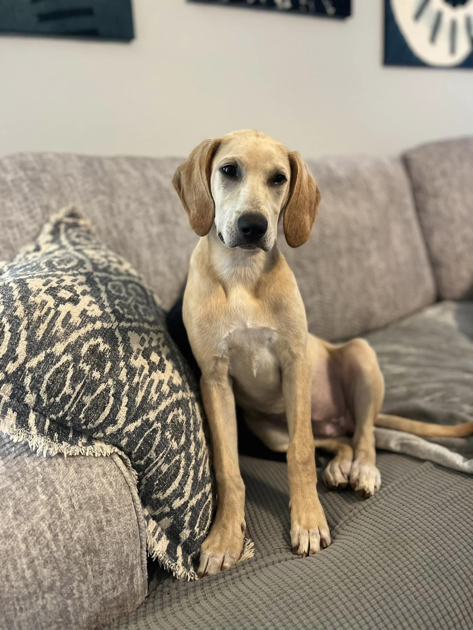 Dog for Adoption - Custard, a Retriever in Pickens County, SC | Alpha Paw
