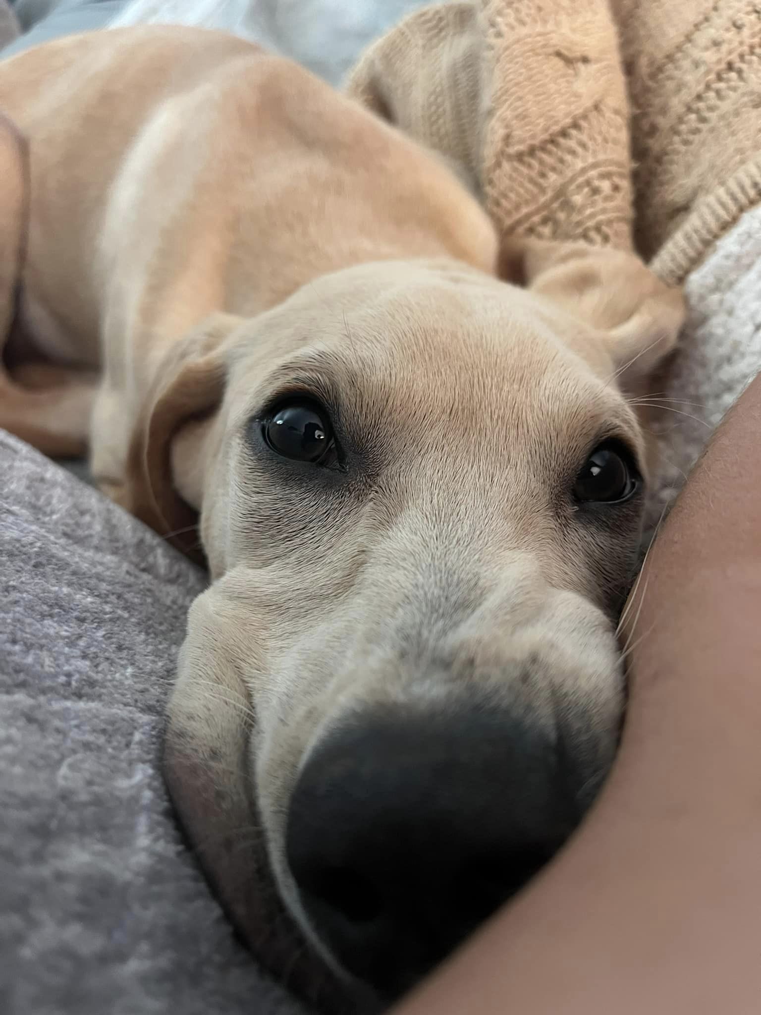 Dog for Adoption - Custard, a Retriever in Pickens County, SC | Alpha Paw