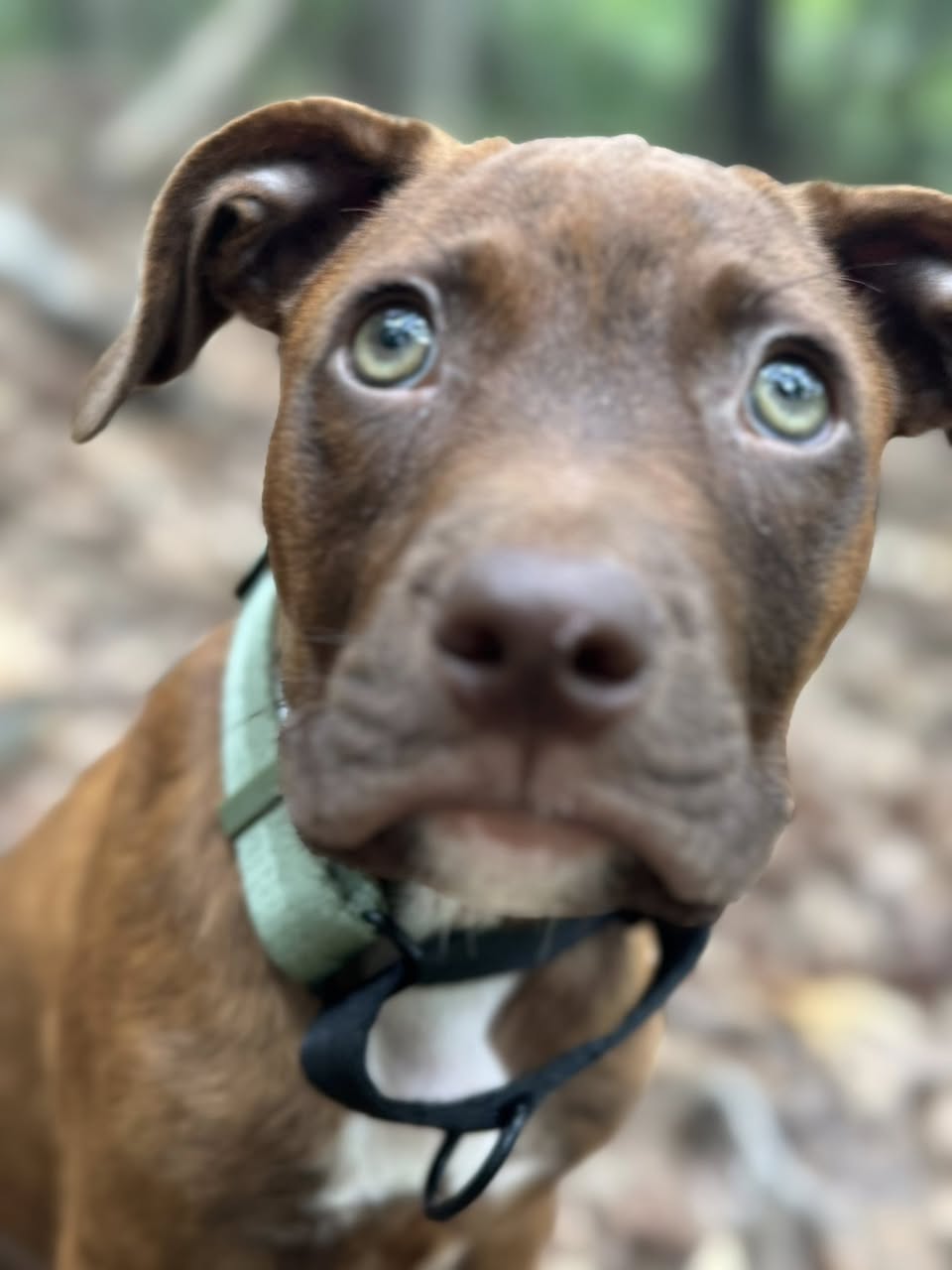 Dog adoption in Greenville, SC 29607: Terrier Dog "Bravo"