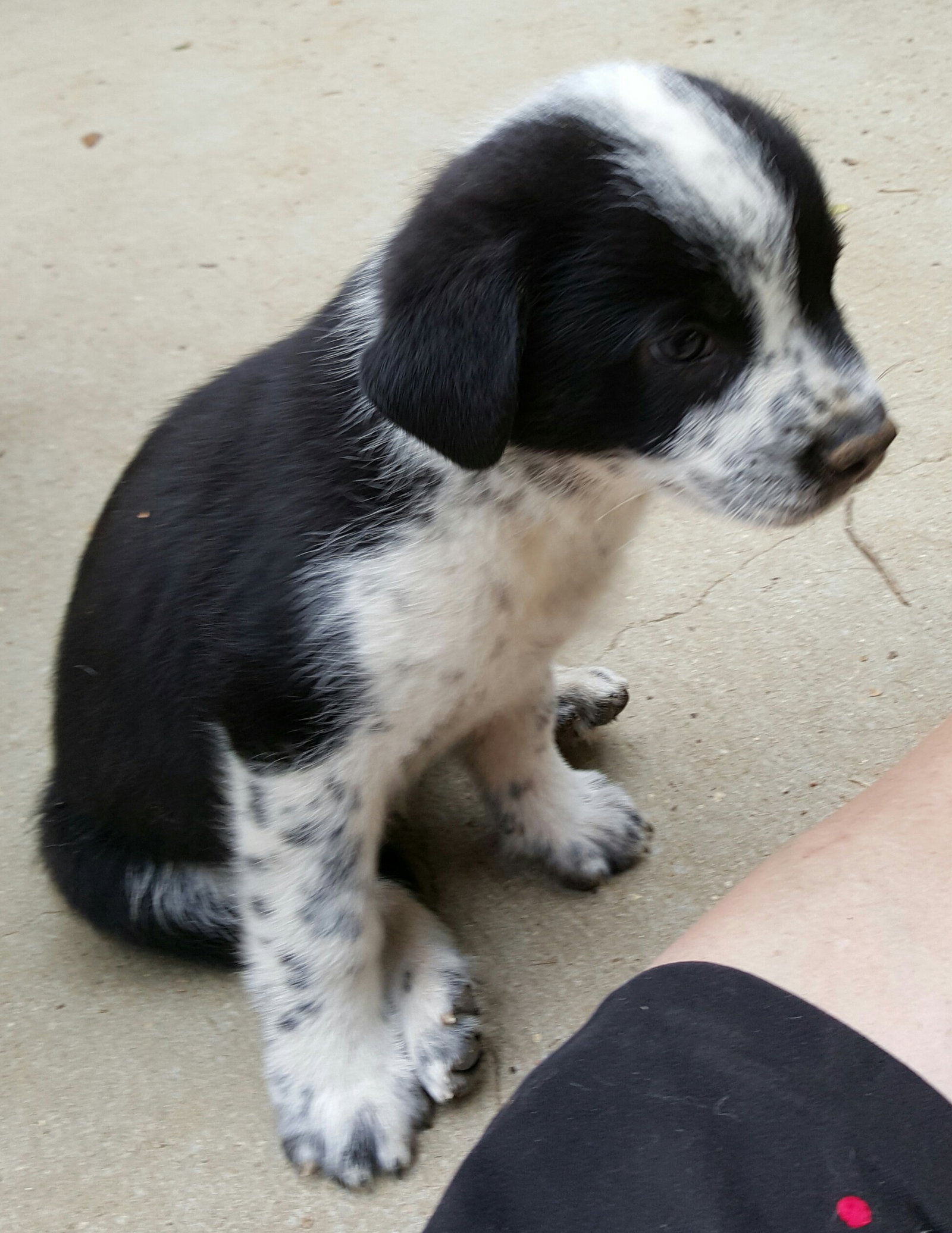 Dog for Adoption - Baby Boy Bingo, a Australian Cattle Dog/Blue Heeler ...