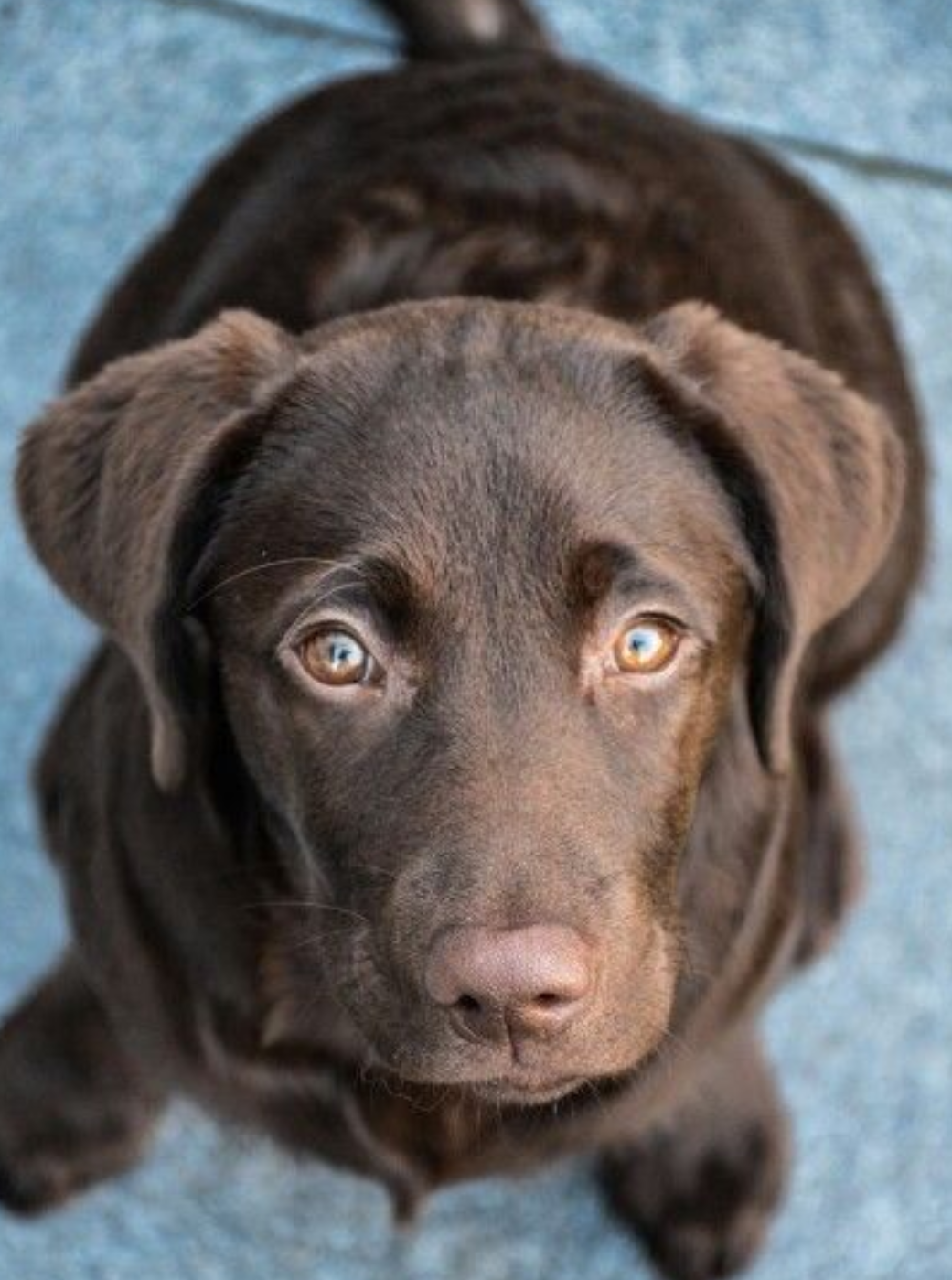 Dog for Adoption - Mini Lab Rusty, a Chocolate Labrador Retriever in ...
