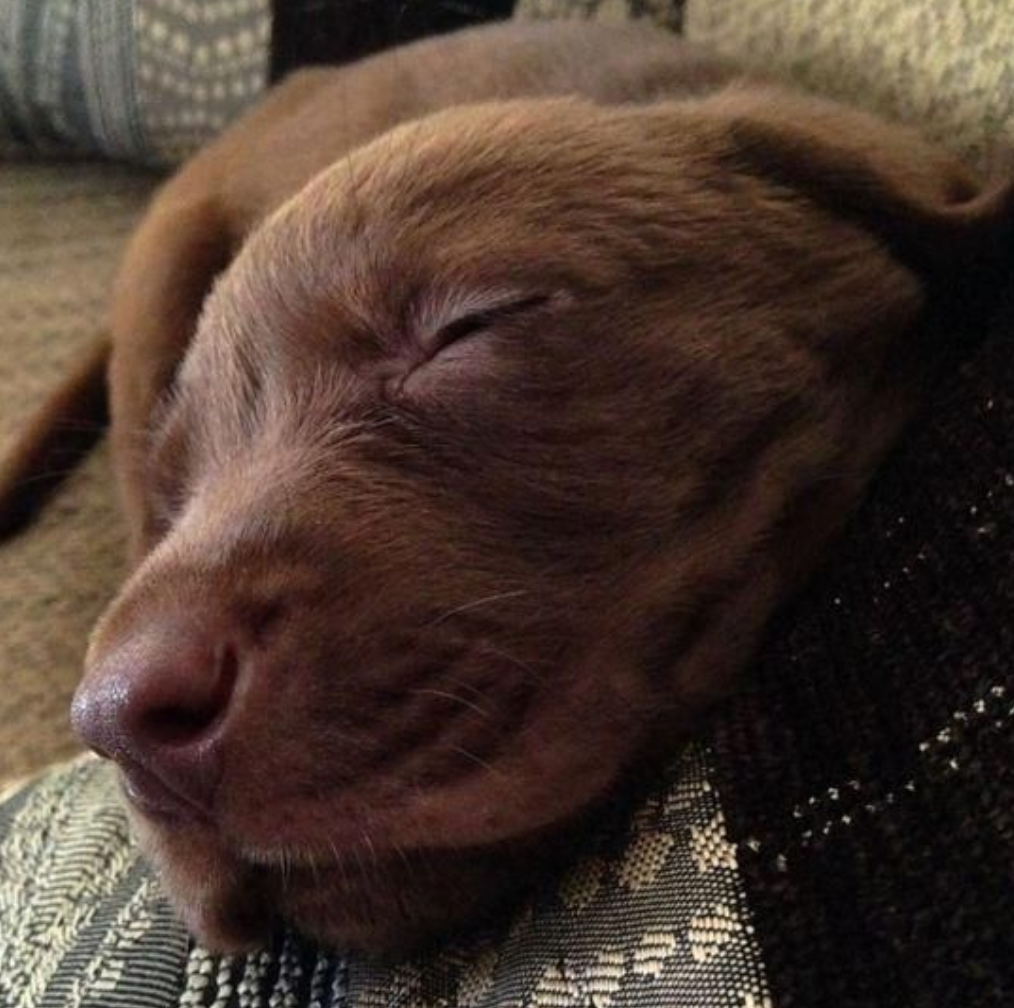 Dog for Adoption - Mini Lab Rusty, a Chocolate Labrador Retriever in ...