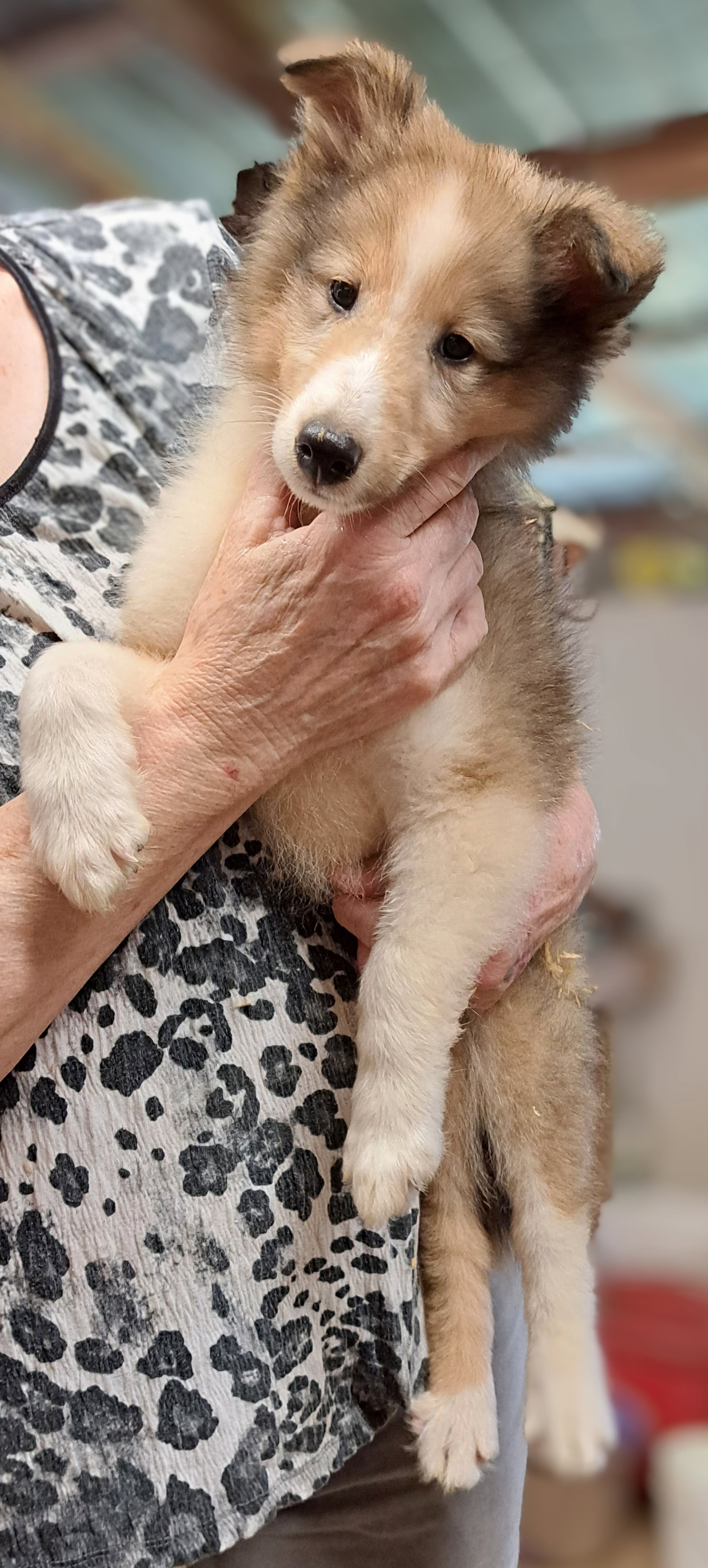 Dog for Adoption - Baby Girl Chloe, a Collie in Springville, AL | Alpha Paw
