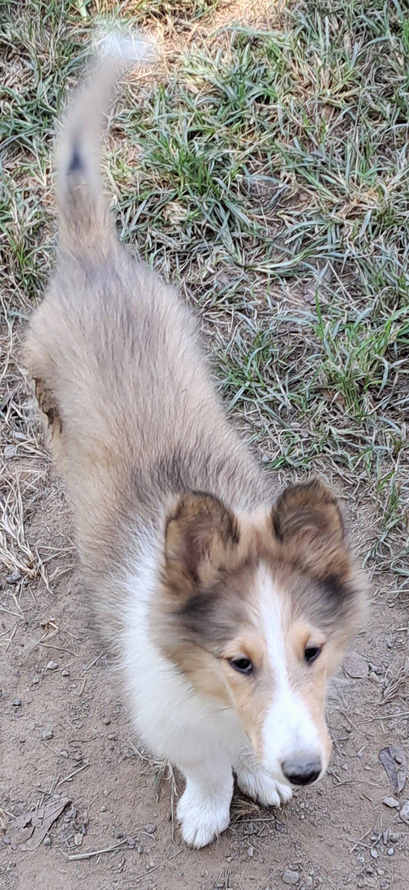 Dog for Adoption - Baby Girl Chloe, a Collie in Springville, AL | Alpha Paw