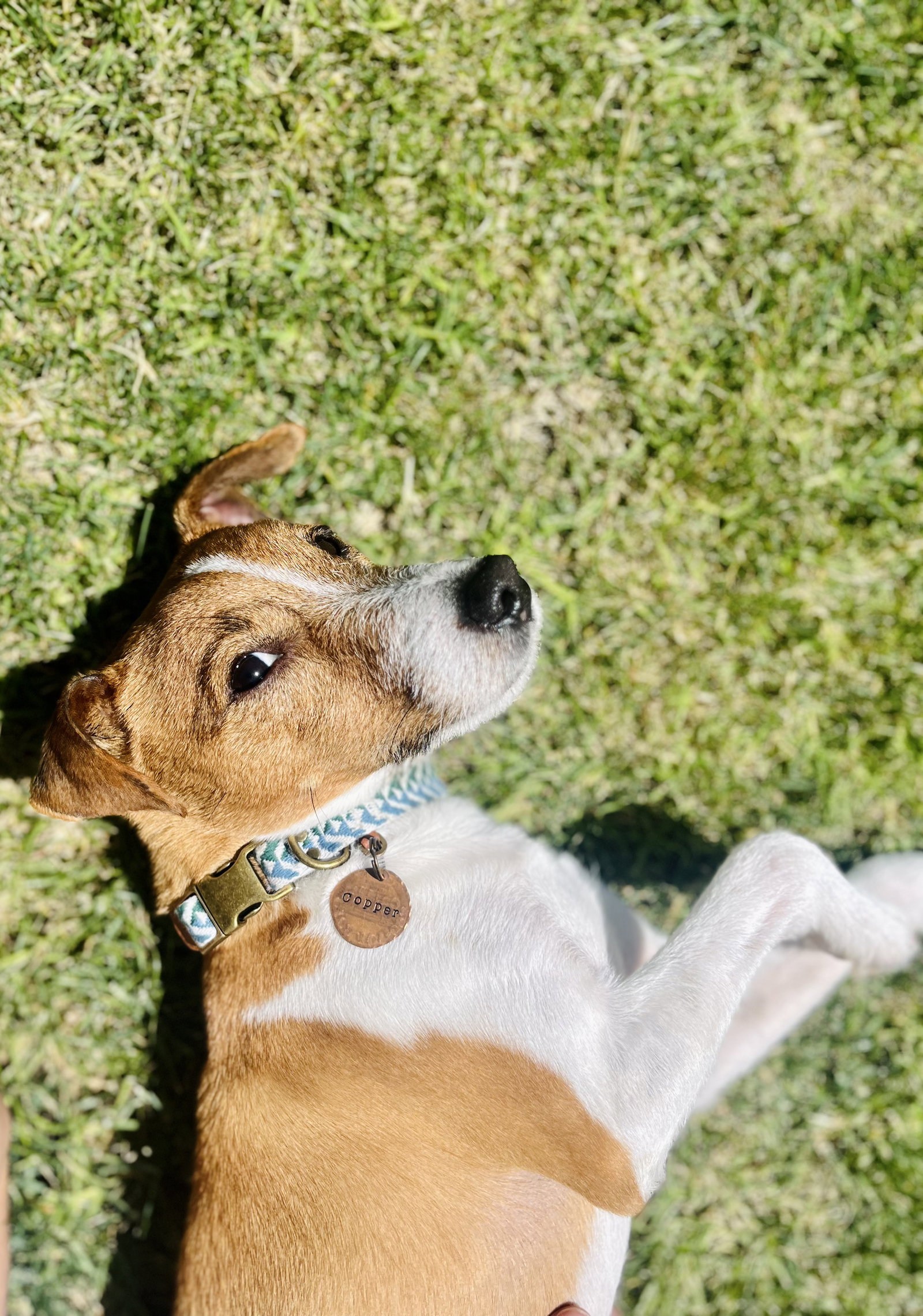 Dog for Adoption - Copper, a Jack Russell Terrier (Parson Russell ...