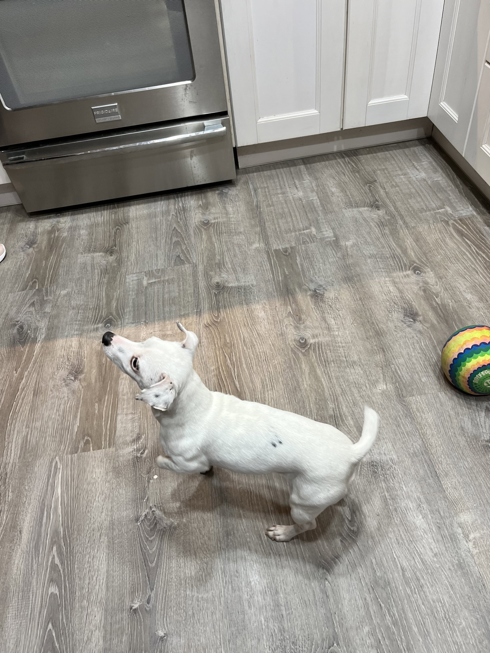Dog for Adoption - Gidget (Rancho Cucamonga), a Jack Russell Terrier in ...