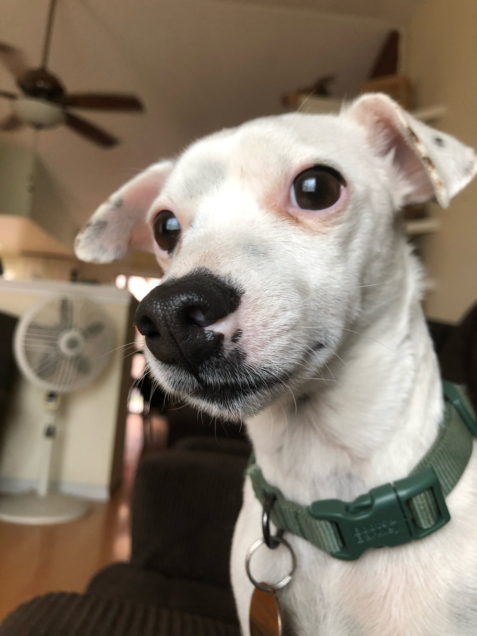 Dog for Adoption - Gidget (Rancho Cucamonga), a Jack Russell Terrier in ...
