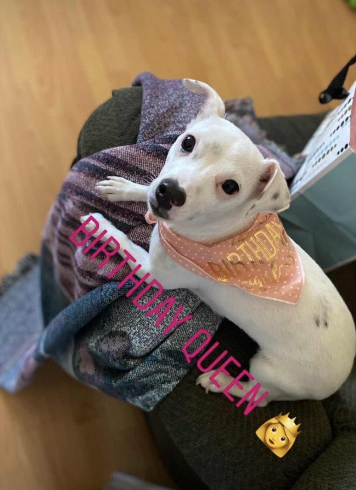 Dog for Adoption - Gidget (Rancho Cucamonga), a Jack Russell Terrier in ...