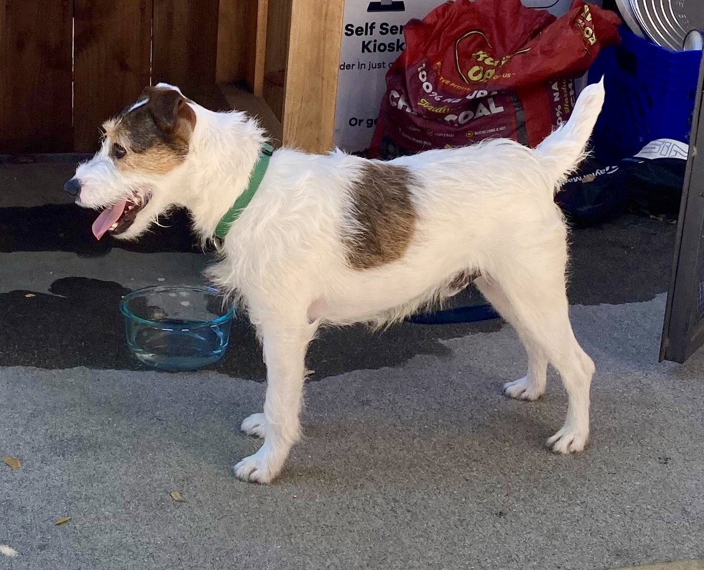 Dog for Adoption - Teddy (No. San Diego), a Jack Russell Terrier in ...