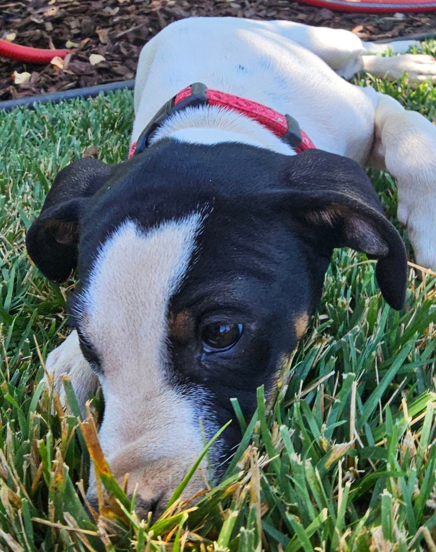 Dog for Adoption - Penelope (Located in Jamestown, CA), a Jack Russell ...
