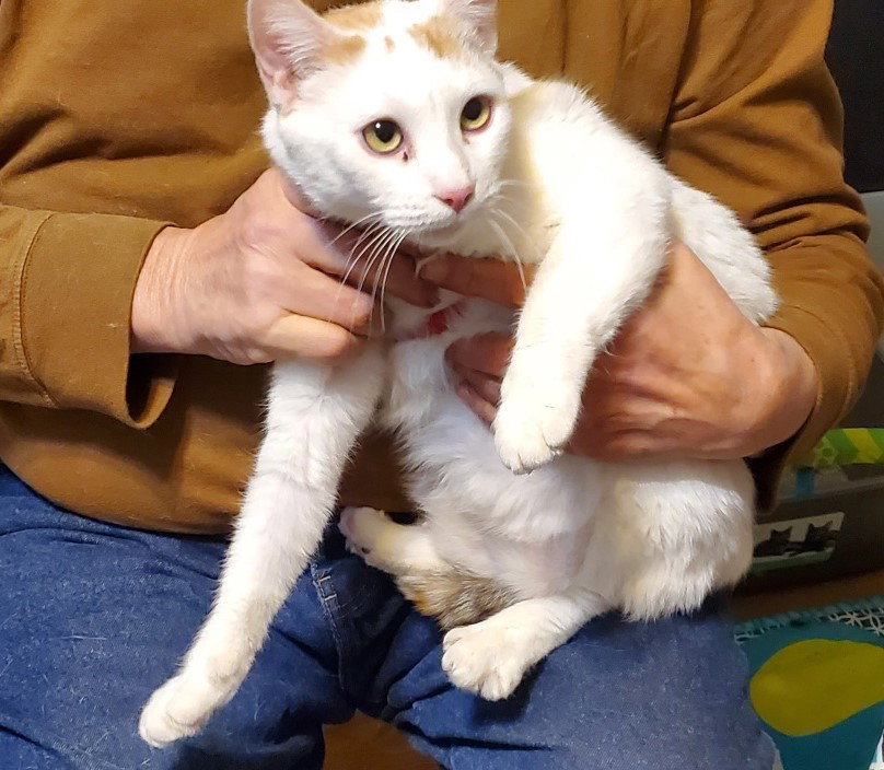 Cats for Adoption in Springfield, Massachusetts | Alpha Paw