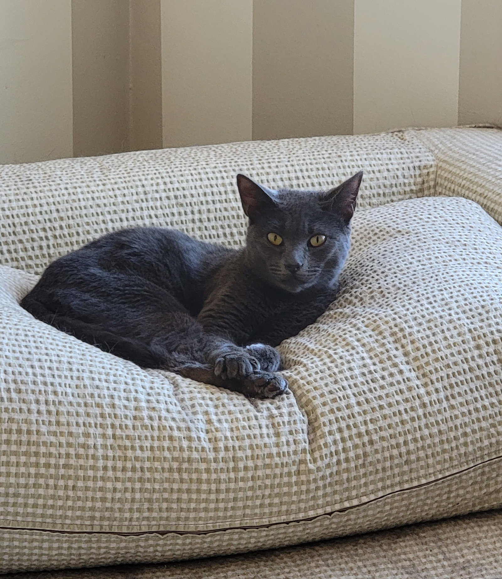 Cats for Adoption in Hartford, Connecticut | Alpha Paw