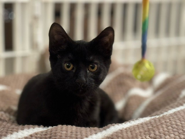 Cats for Adoption in Fairfield, Connecticut | Alpha Paw