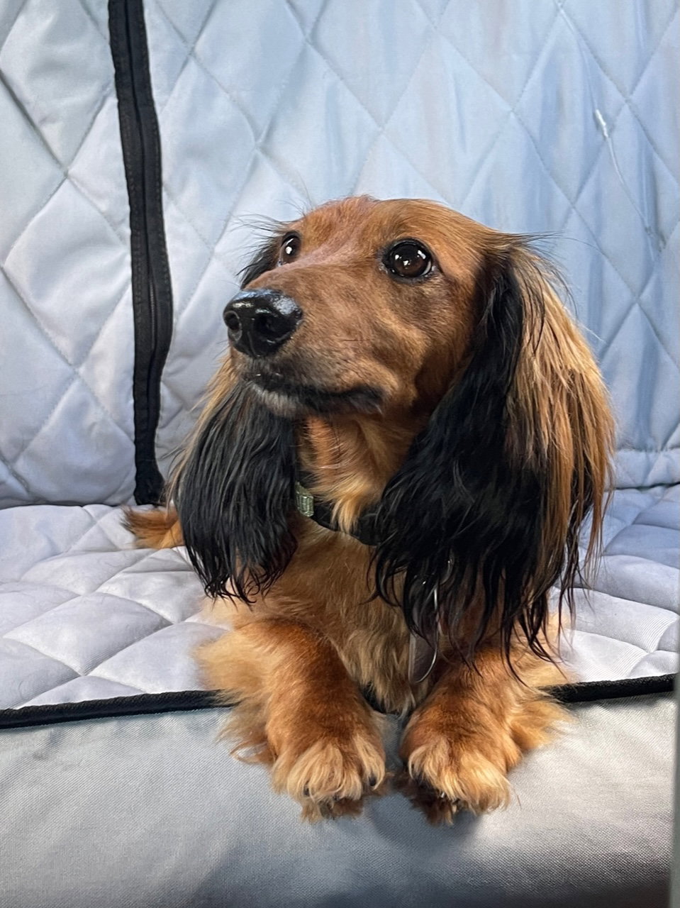 Dog for Adoption - Arlo Guthrie, a Dachshund in Bayshore Gardens, FL ...