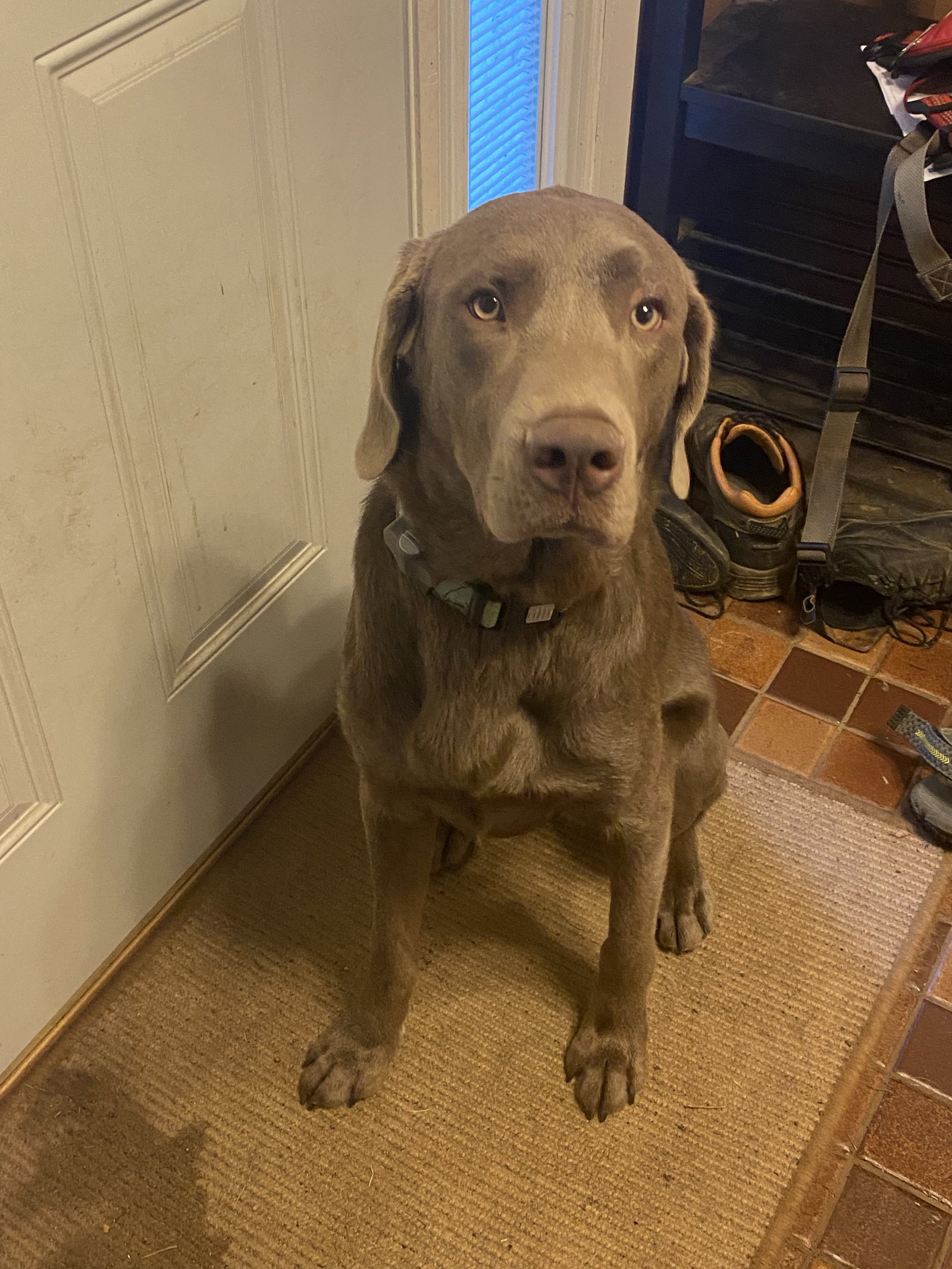 Dog for Adoption - Cooper, a Labrador Retriever in Bloomington, MN ...