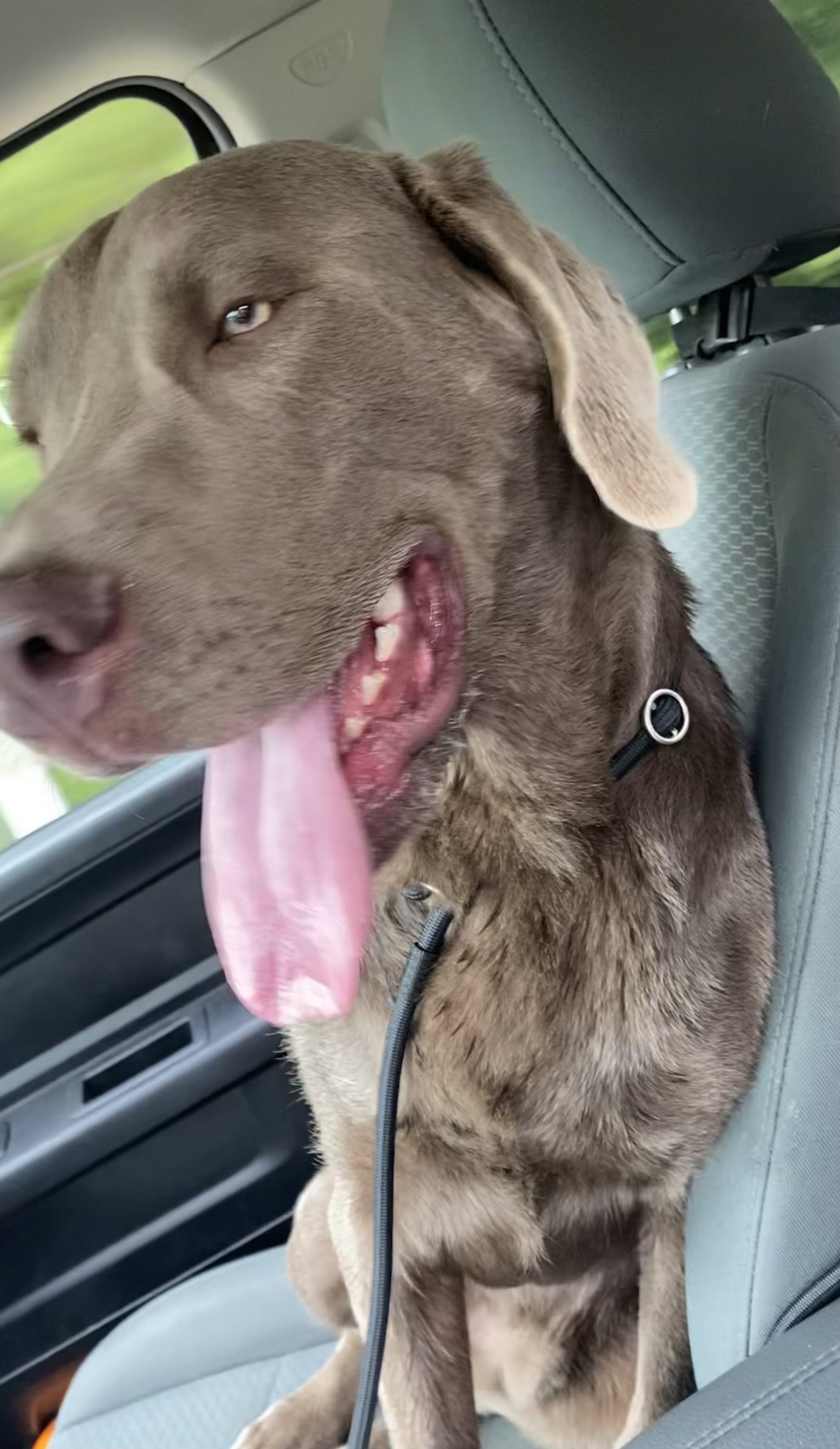 Dog for Adoption - Cooper, a Labrador Retriever in Bloomington, MN ...