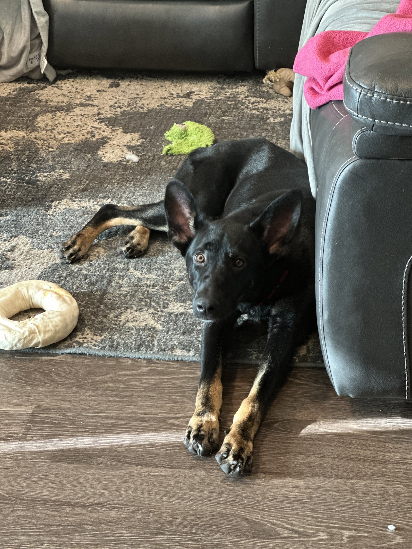 Dog for Adoption - June, a German Shepherd Dog in Monticello, MN ...