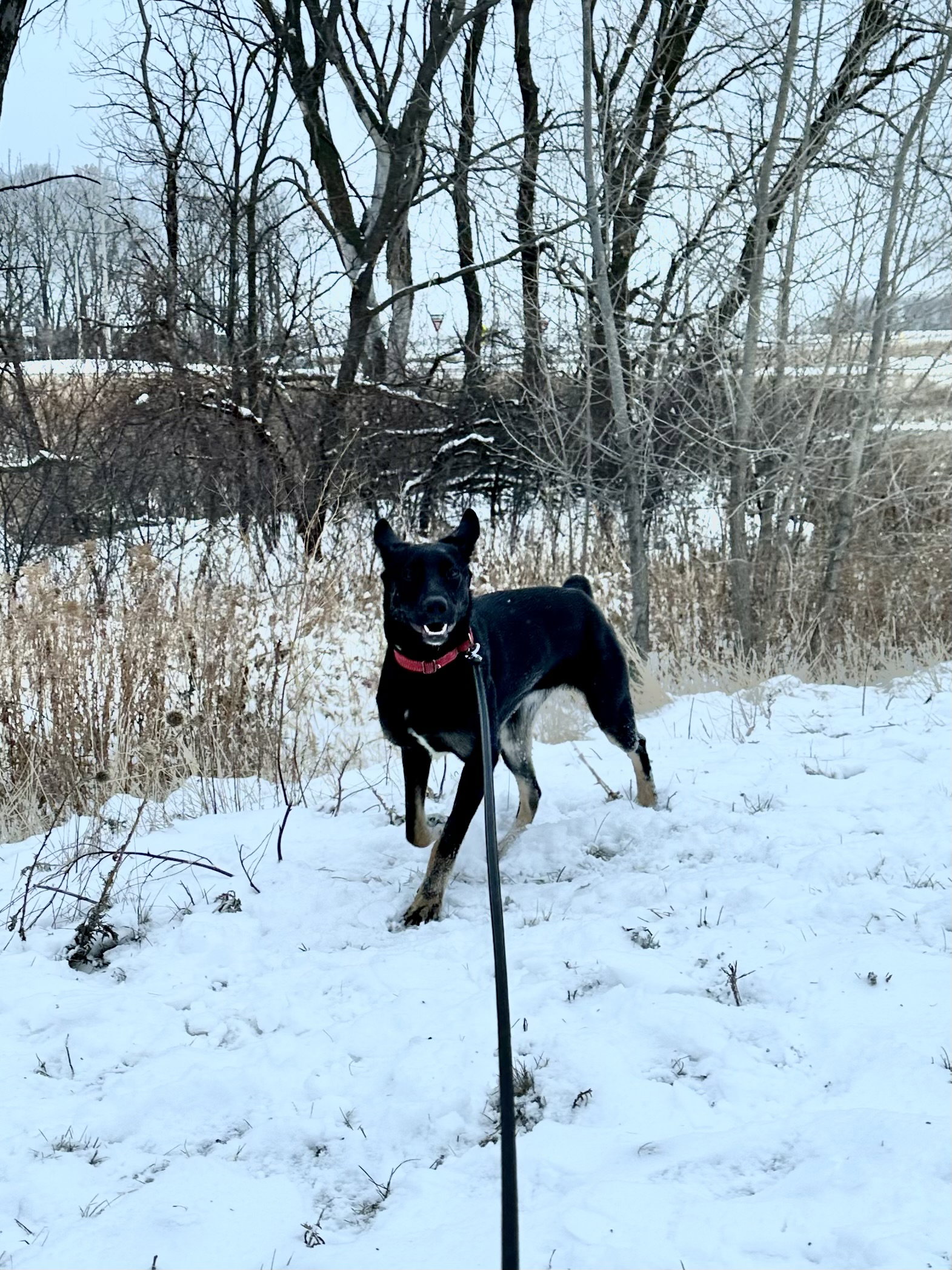 Dog for Adoption - June, a German Shepherd Dog in Monticello, MN ...