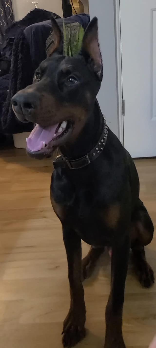 Dog for Adoption - Shadow, a Doberman Pinscher in Sherburne County, MN ...