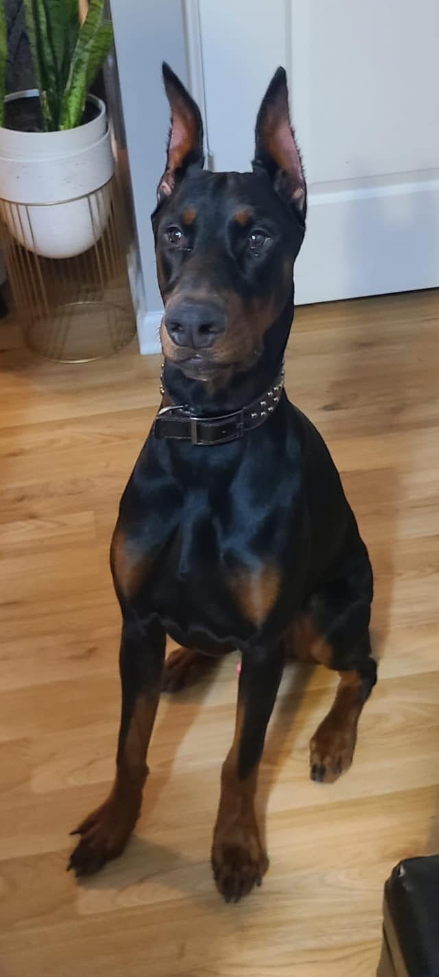 Dog for Adoption - Shadow, a Doberman Pinscher in Sherburne County, MN ...