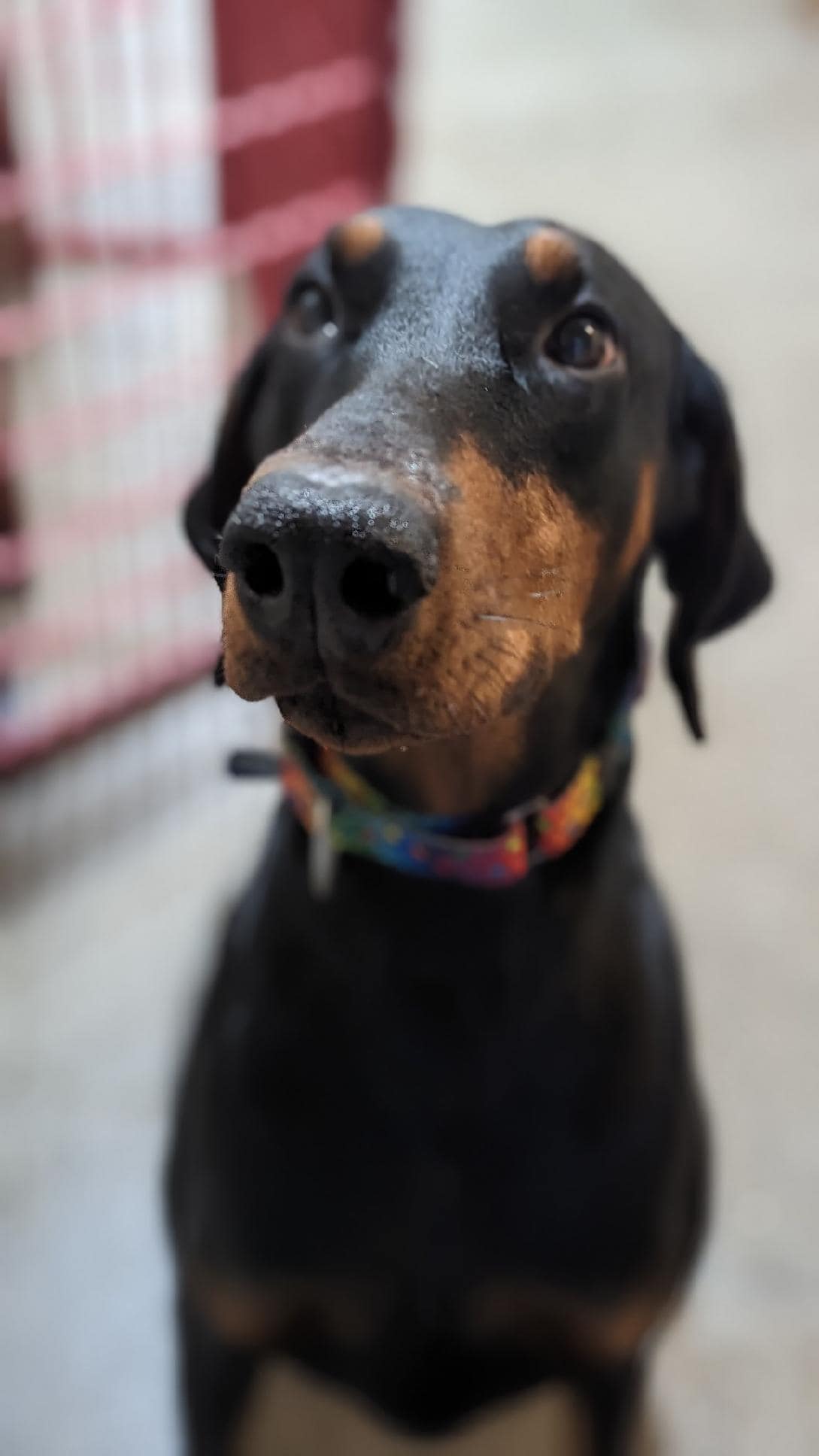 Dog for Adoption - Macy, a Doberman Pinscher in Paynesville, MN | Alpha Paw