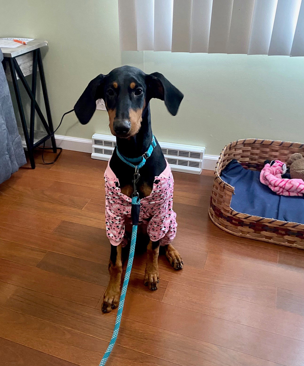 Dog for Adoption - Minka, a Doberman Pinscher in Long Lake, MN | Alpha Paw