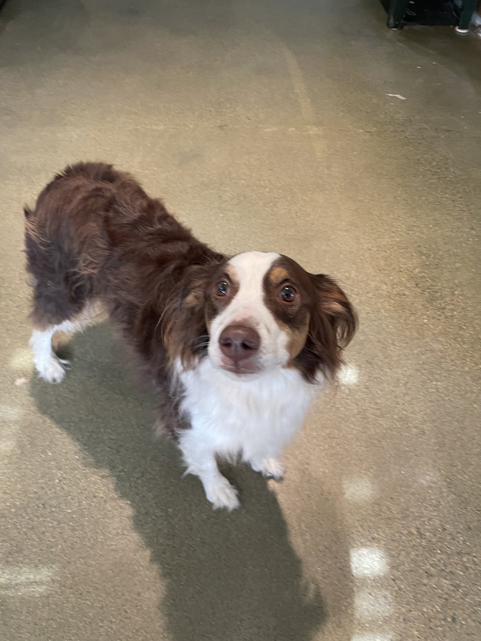 Dog for Adoption - Chelsea Adoption Pending!, a Australian Shepherd in ...