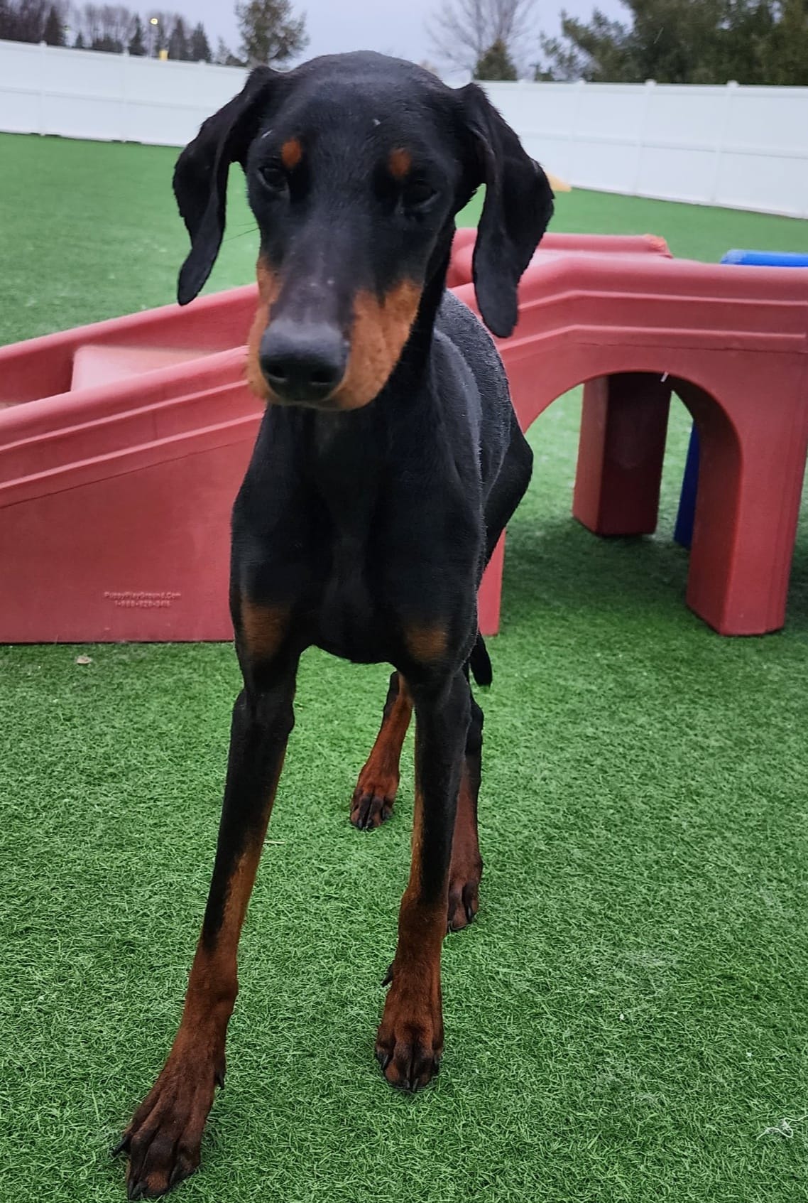 Dog for Adoption - Celeste, a Doberman Pinscher in Savage, MN | Alpha Paw