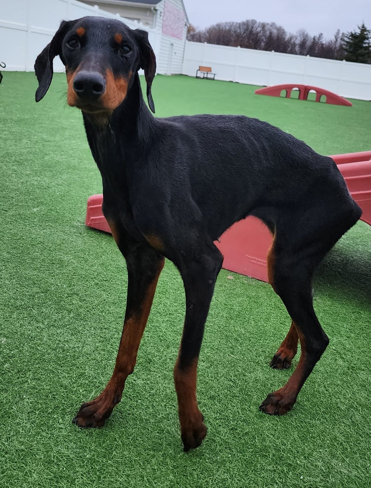 Dog for Adoption - Celeste, a Doberman Pinscher in Roseville, MN ...