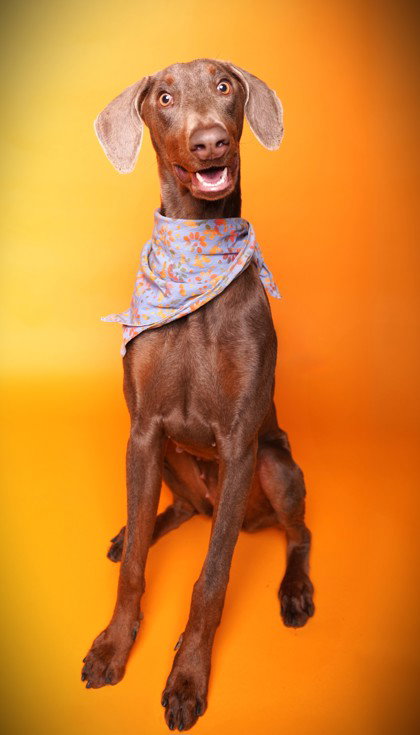 Dog for Adoption - Chiquita, a Doberman Pinscher in Edina, MN | Alpha Paw