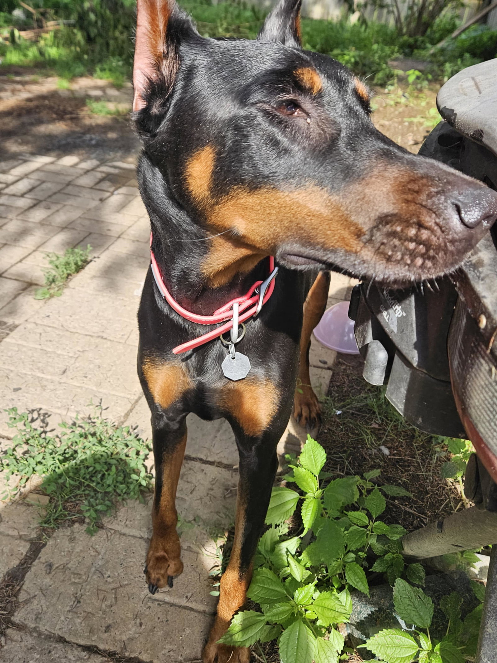 Dog adoption in Buffalo, MN 55313: Doberman Pinscher Dog "Harley"