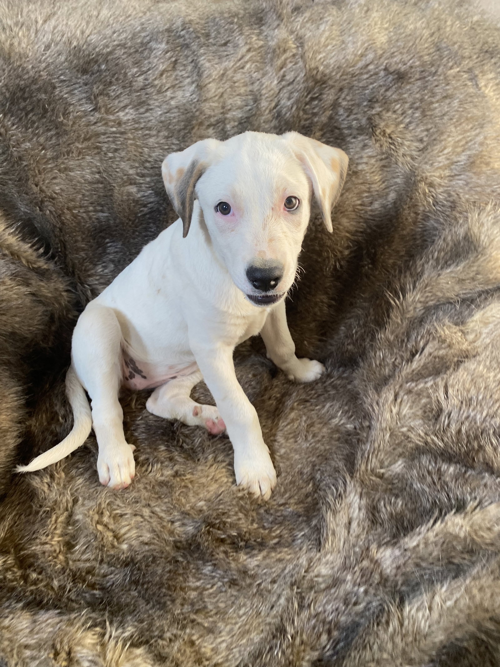 Dog for Adoption - Contact Number, a Labrador Retriever in Alloway, NJ ...