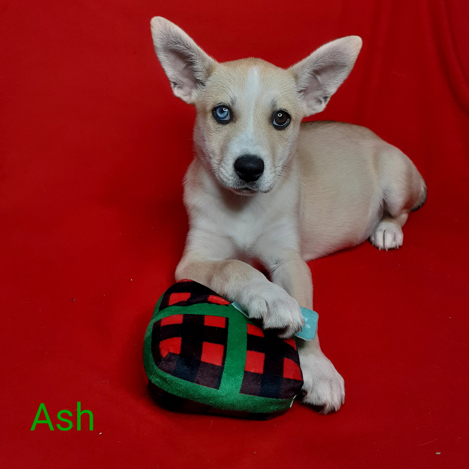 Dog for Adoption - Ash, a Labrador Retriever in Harford County, MD ...