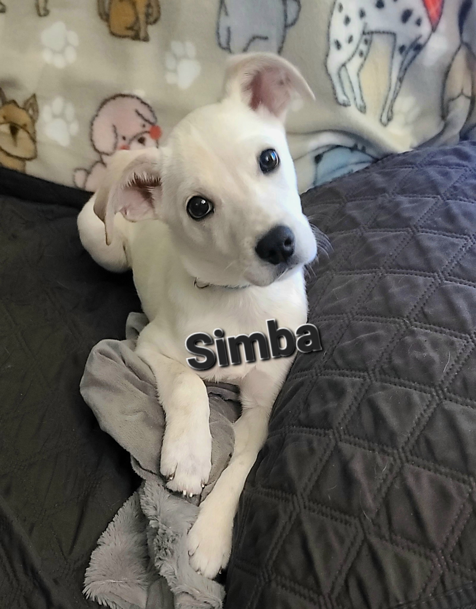 Dog for Adoption - Simba, a Labrador Retriever in Harford County, MD ...