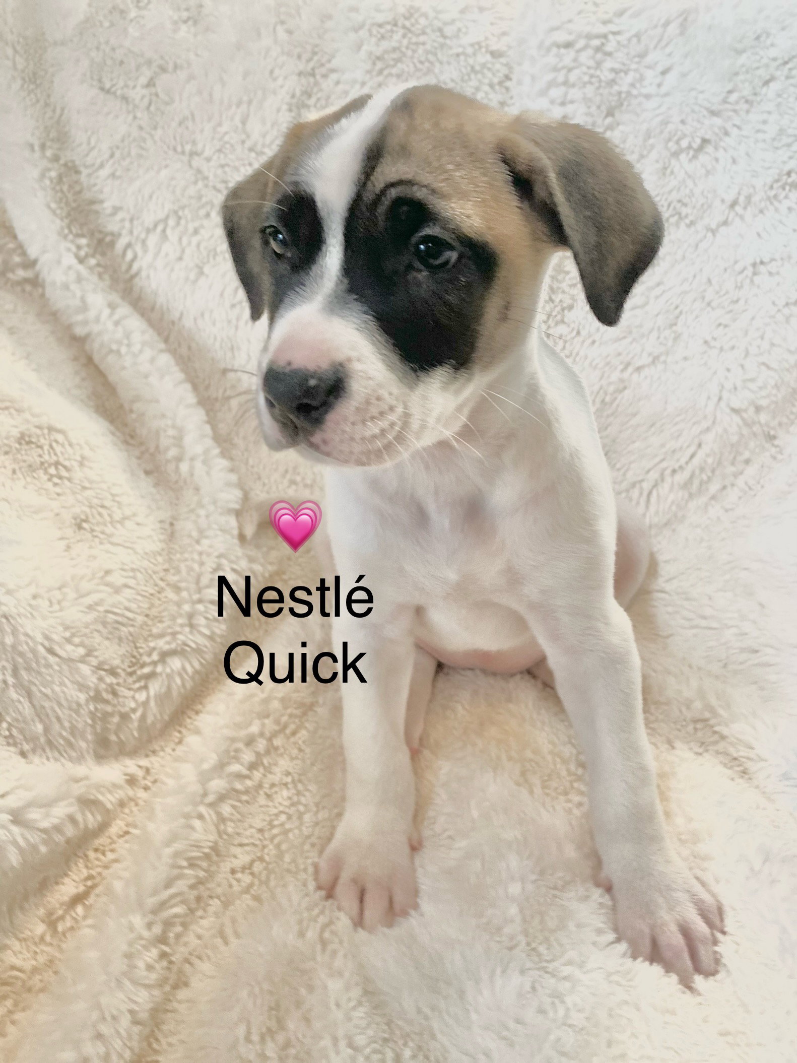 Dog for Adoption - Nestlé Quick, a Akita in Alloway, NJ | Alpha Paw